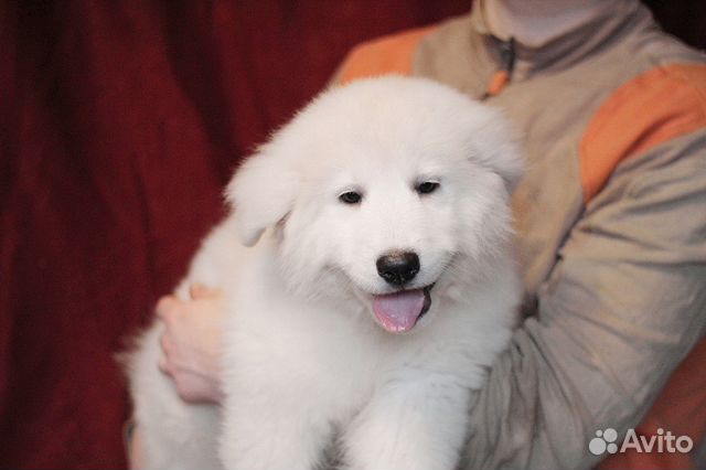 Маремма, щенок девочка шоу потенциал