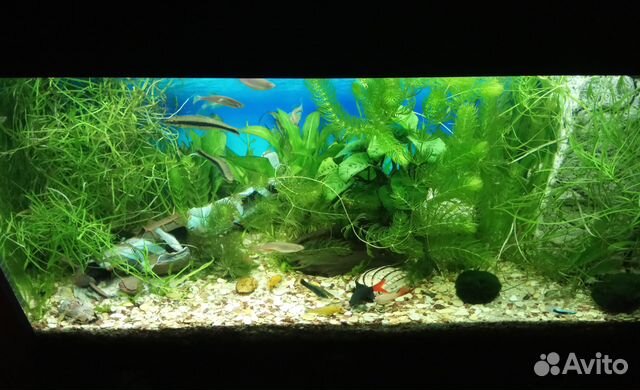 Набор аквариумных растений Валиснерия роголистник