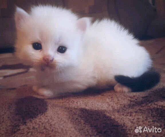 Котенок в добрые руки