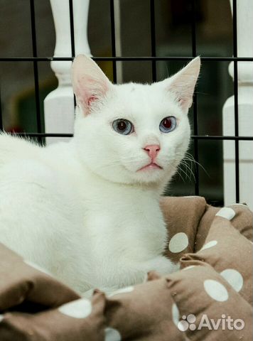 Котик Тихон