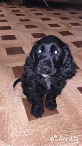 Щенок английского кокер спаниеля