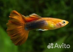 Аквариумные рыбки гуппи или гупёшки