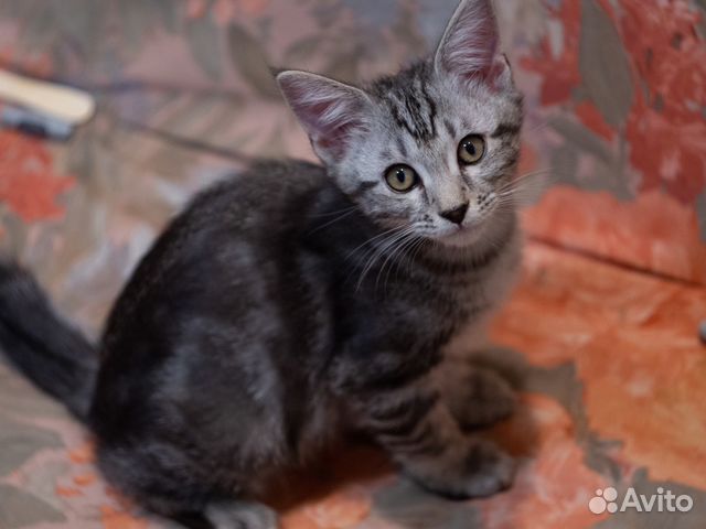 Котенок мейн-куна и тайской