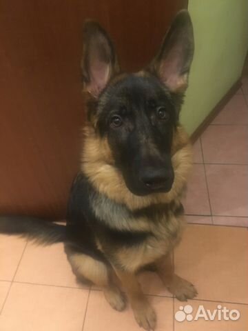 Отдам в хорошие руки