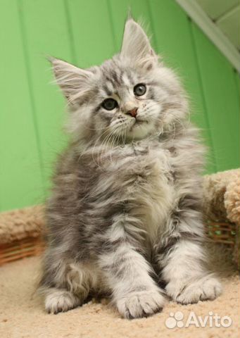 Кошечка мейн кун черный серебряный мрамор Омелла