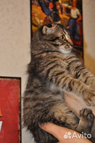 Замурчательный кот