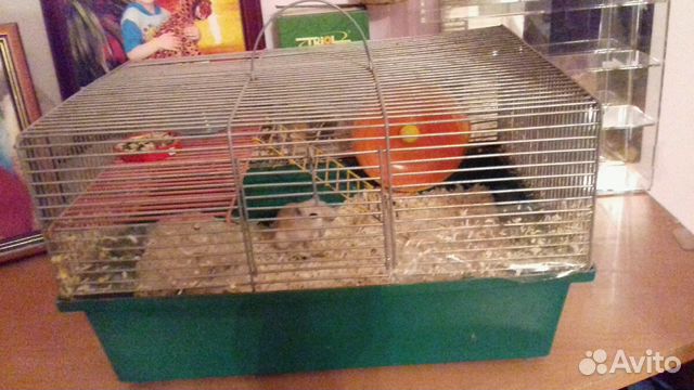 Мальчик и девочка