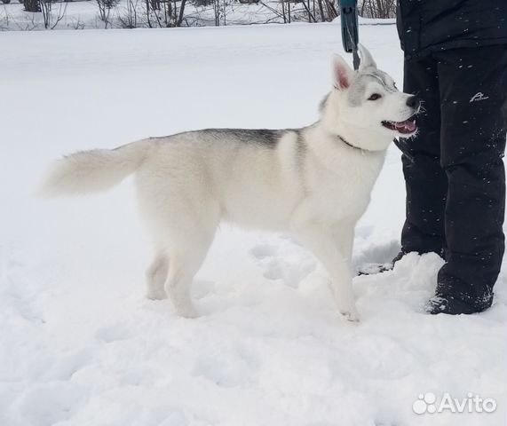 Сибирский хаски