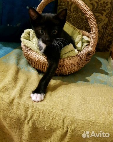 Котенок девочка 2 месяца