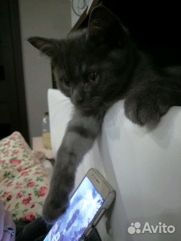 Котенок ищет дом