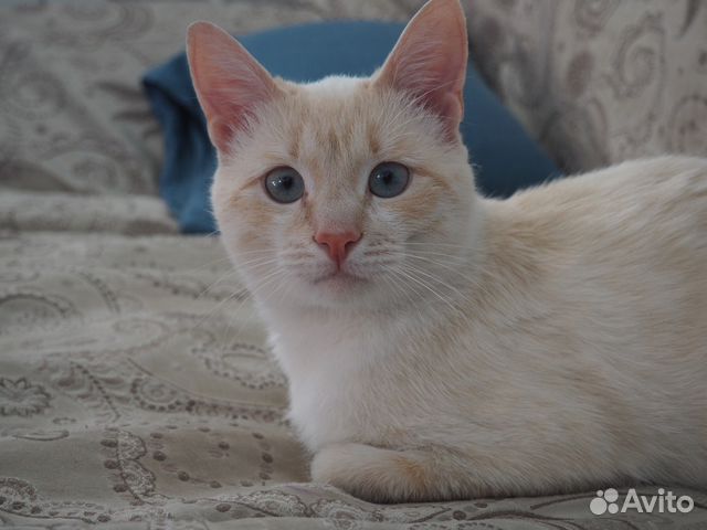 Беляш ищет семью