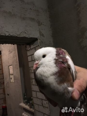Голубя отдам, видимо с голубятни потерялся