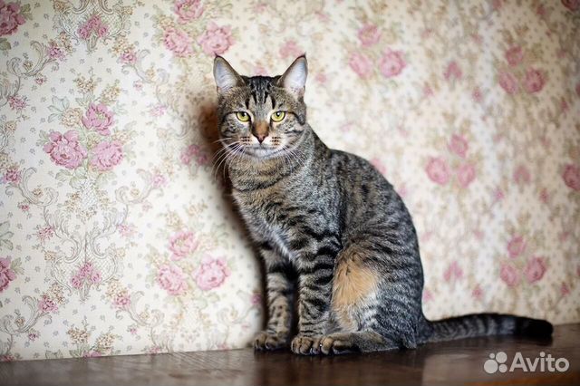 Мурзик