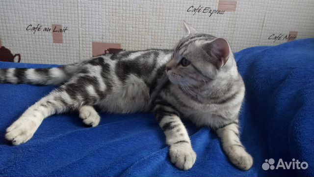 Вязка Американского короткошёрстного кота