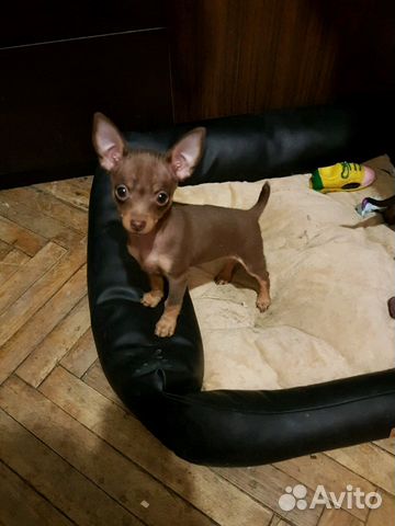 Две шоколадки