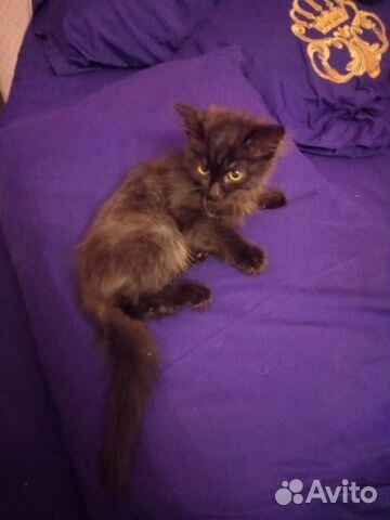 Котенок-девочка