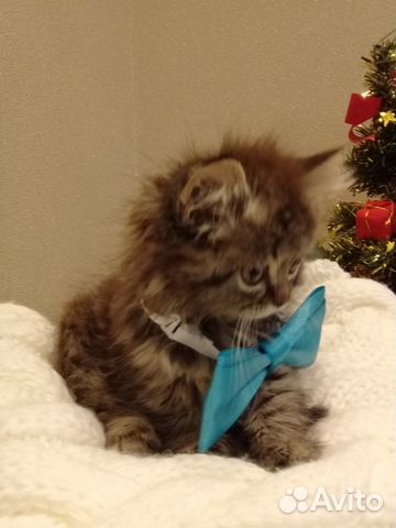 Мальчик-лапочка