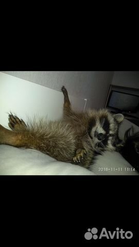 Енот ручной