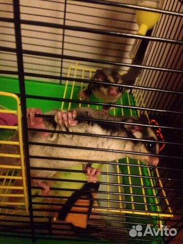Две самочки сахарного поссума и клетка