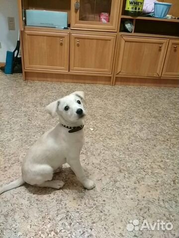 Продам той-терьера