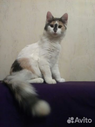 Трёхцветное счастье в дом