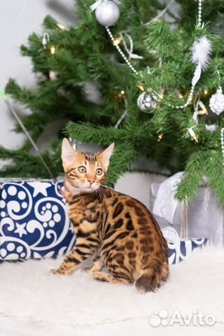 Солнечный котик