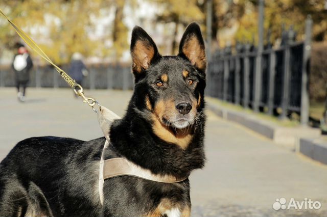 Отличный молодой пес гром