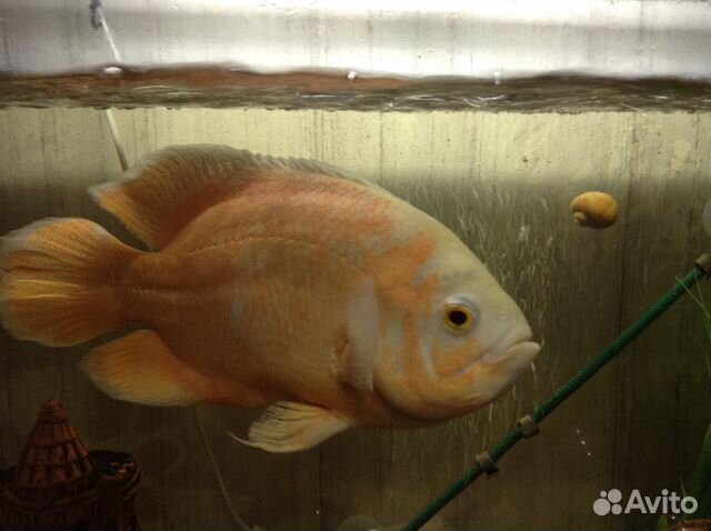 Рыба Астронотус