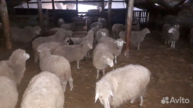 Овцы и быки