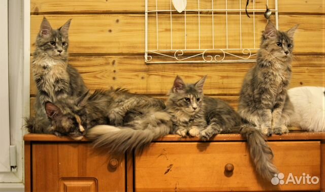 Девочки мейн кун с документами