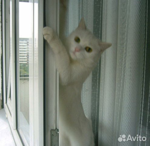 Отдаём в добрые руки белоснежную кошечку