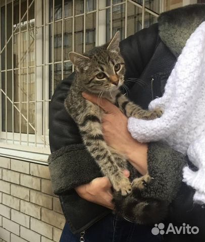 Котенок няш-манюня, мальчик 3 мес