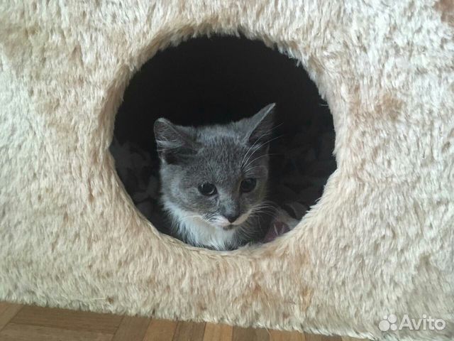 Особенный котик