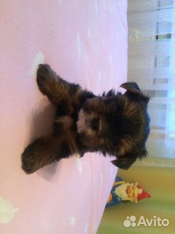 Йоркширский терьер