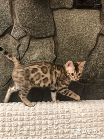 Бенгальские котята с отличной родословной, Ben 24