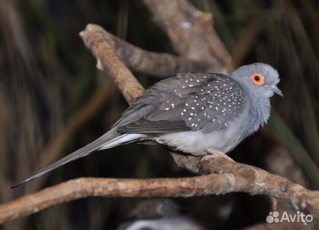 Бриллиантовая горлица