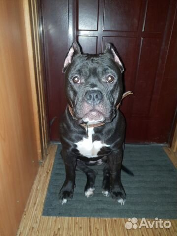 Продается сука "Американский Були"