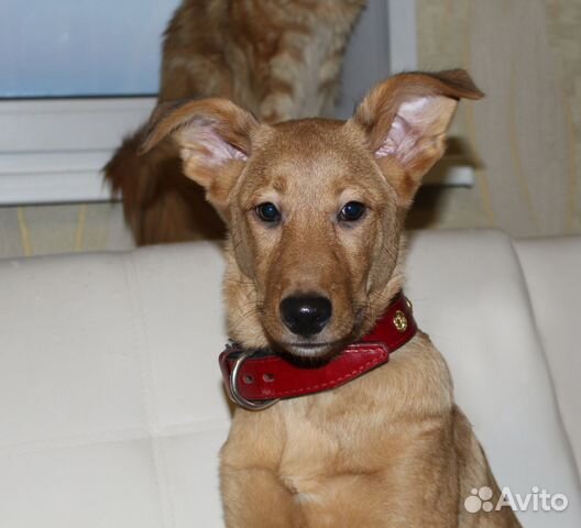 Классный щенок очень ждет хозяина