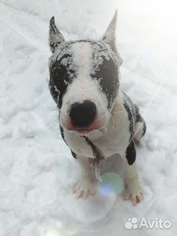 Милая Тиграшка