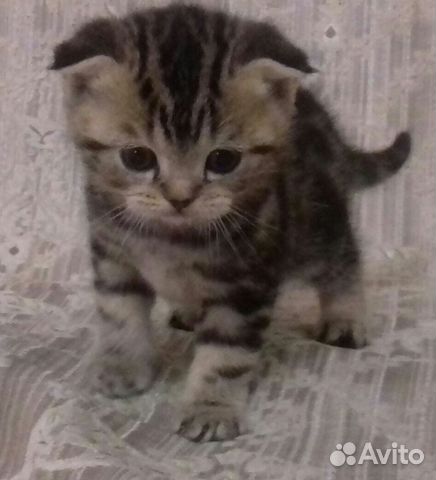 Котенок