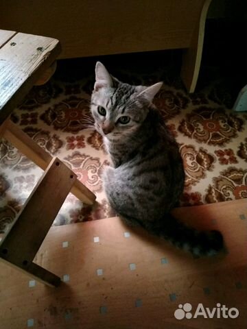 Отдам в добрые руки отличных крысоловов