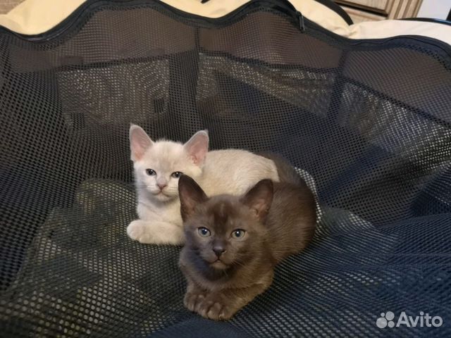 Европейская бурма