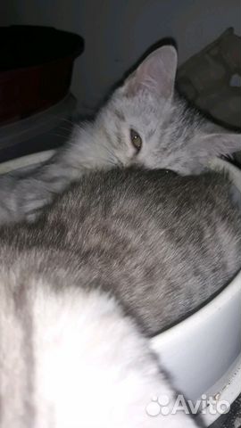 Котята