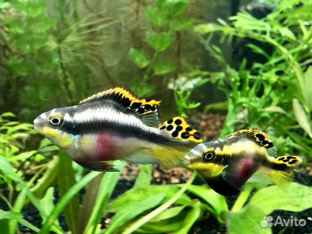 Рыбка попугай, пельвикахромис