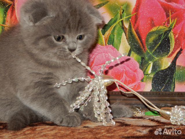 Шотландские вислоухие кошечки
