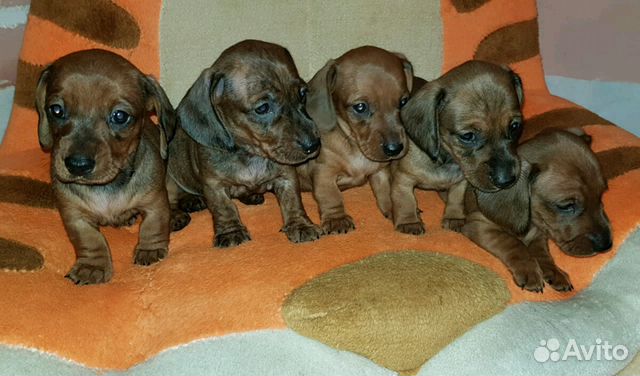 Щенки таксы миниатюрной