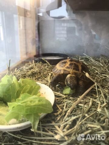 Черепаха