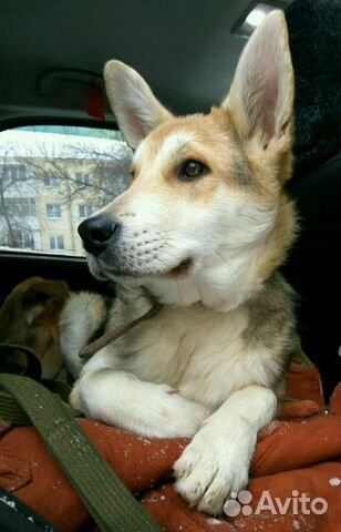 Щенок кобель кастрирован