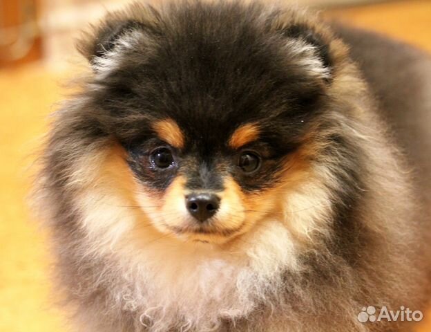 Малышок Барни