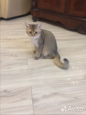 Кот 6 месяцев, Британская золотая шиншилла